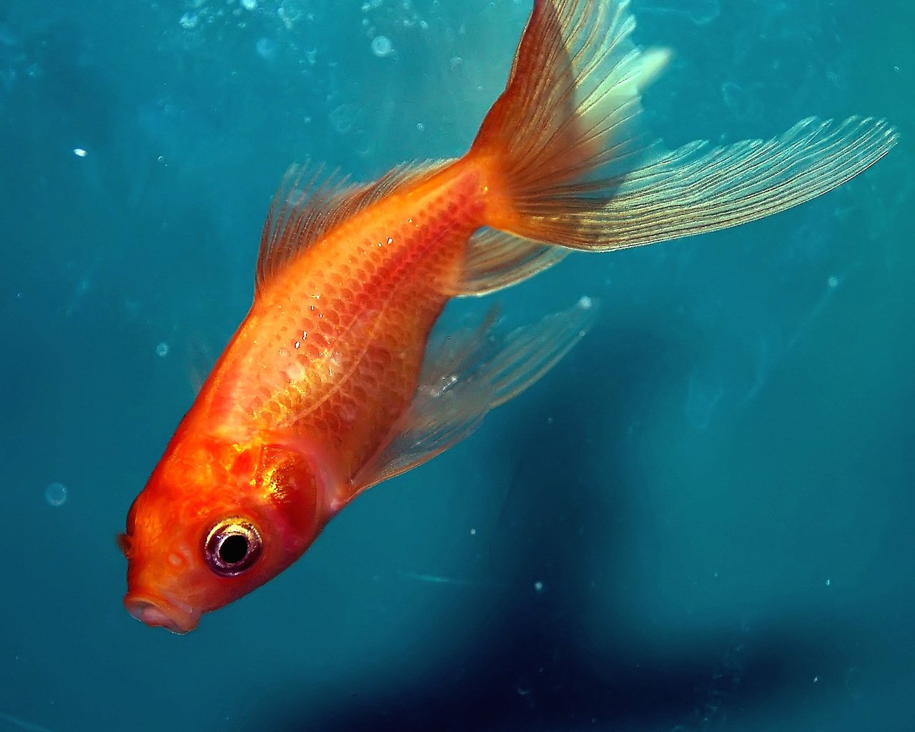 Golden fisch Hintergrundbilder Herunterladen (Archive)